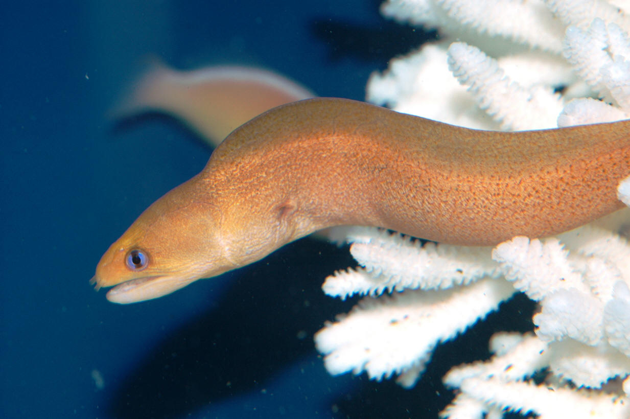 Gymnothorax Melatremus Gymnothorax Melatremus