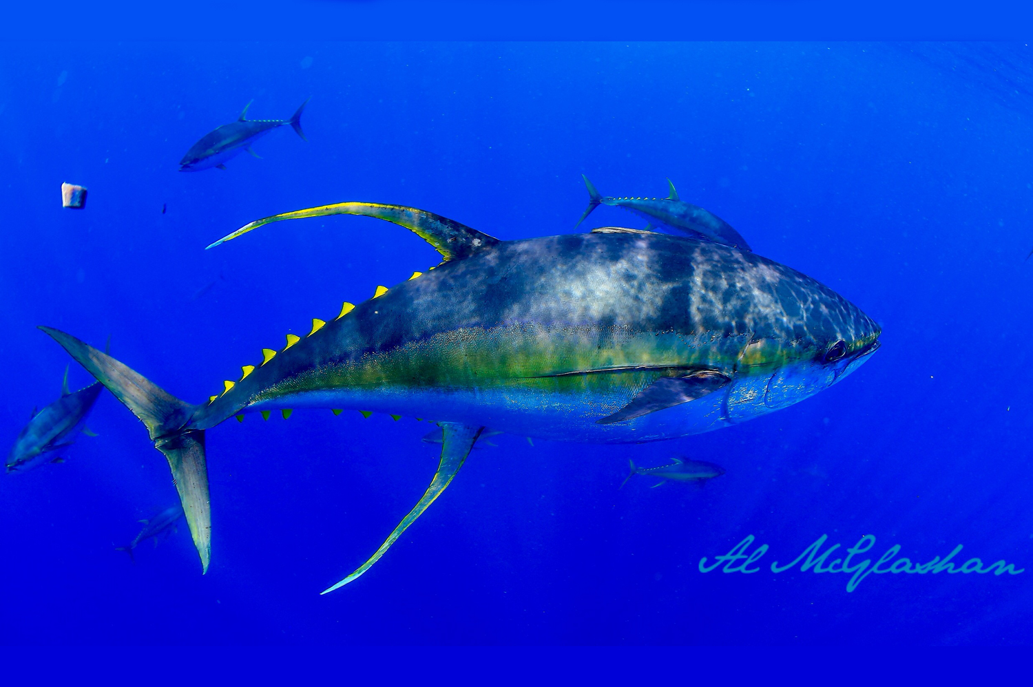 Thunnus Albacares Thunnus Albacares