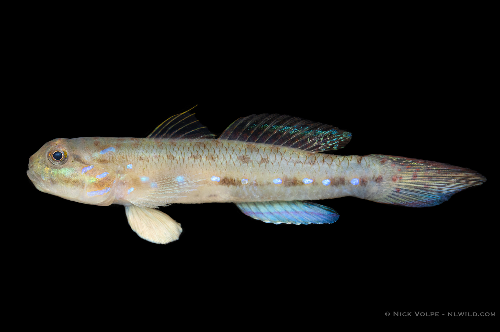 Amoya gracilis