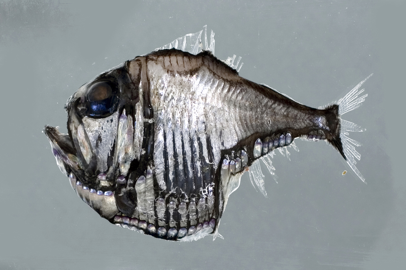 STERNOPTYCHIDAE