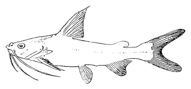 Ariidae - Alchetron, The Free Social Encyclopedia