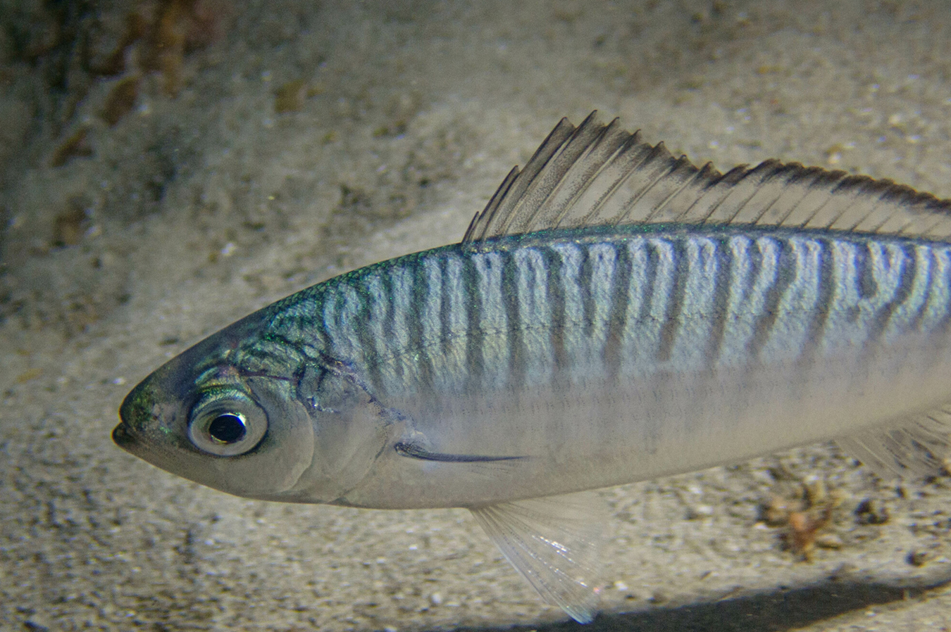 Arripis georgiana