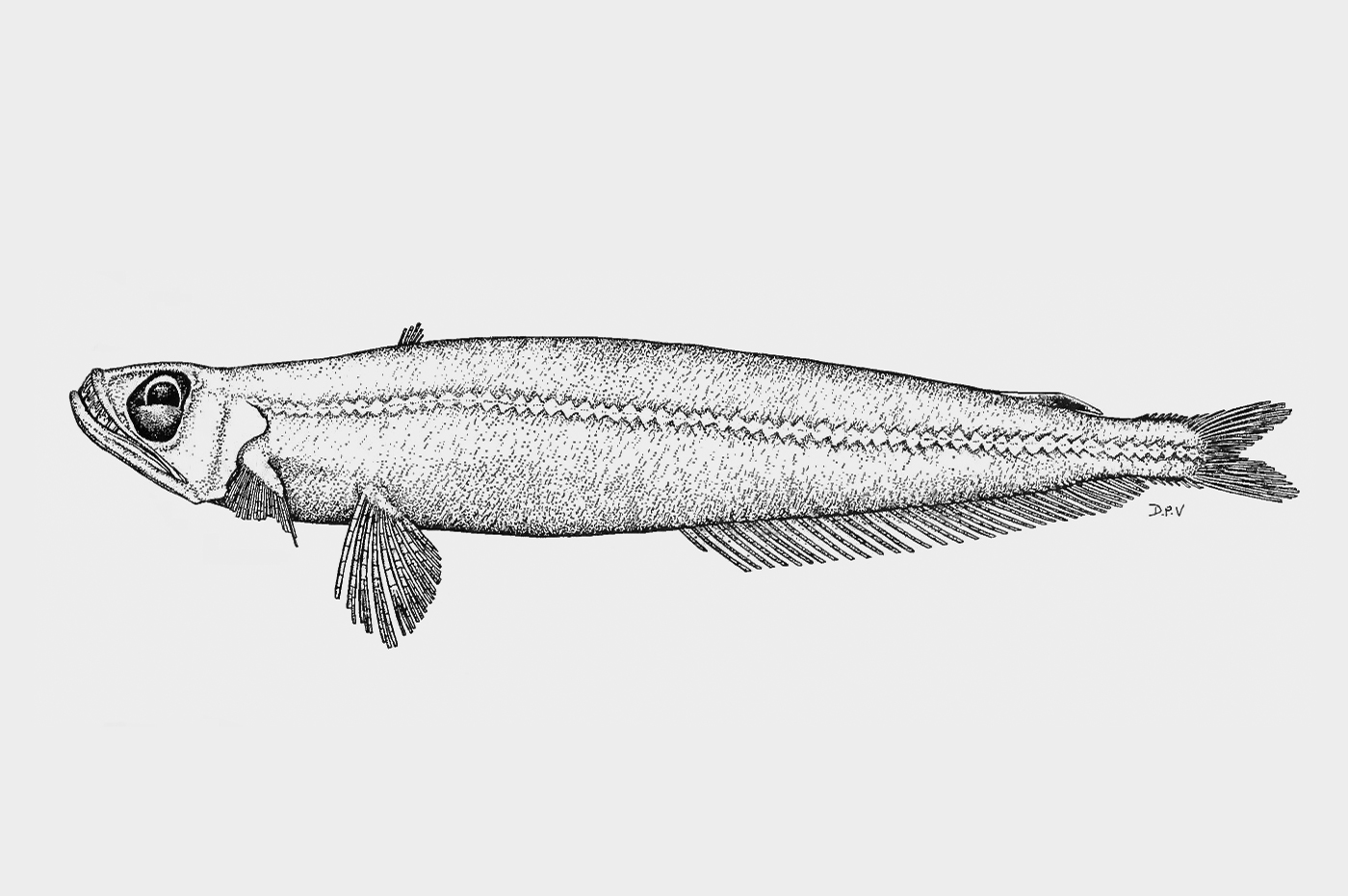 Lagiacrusichthys macropinna
