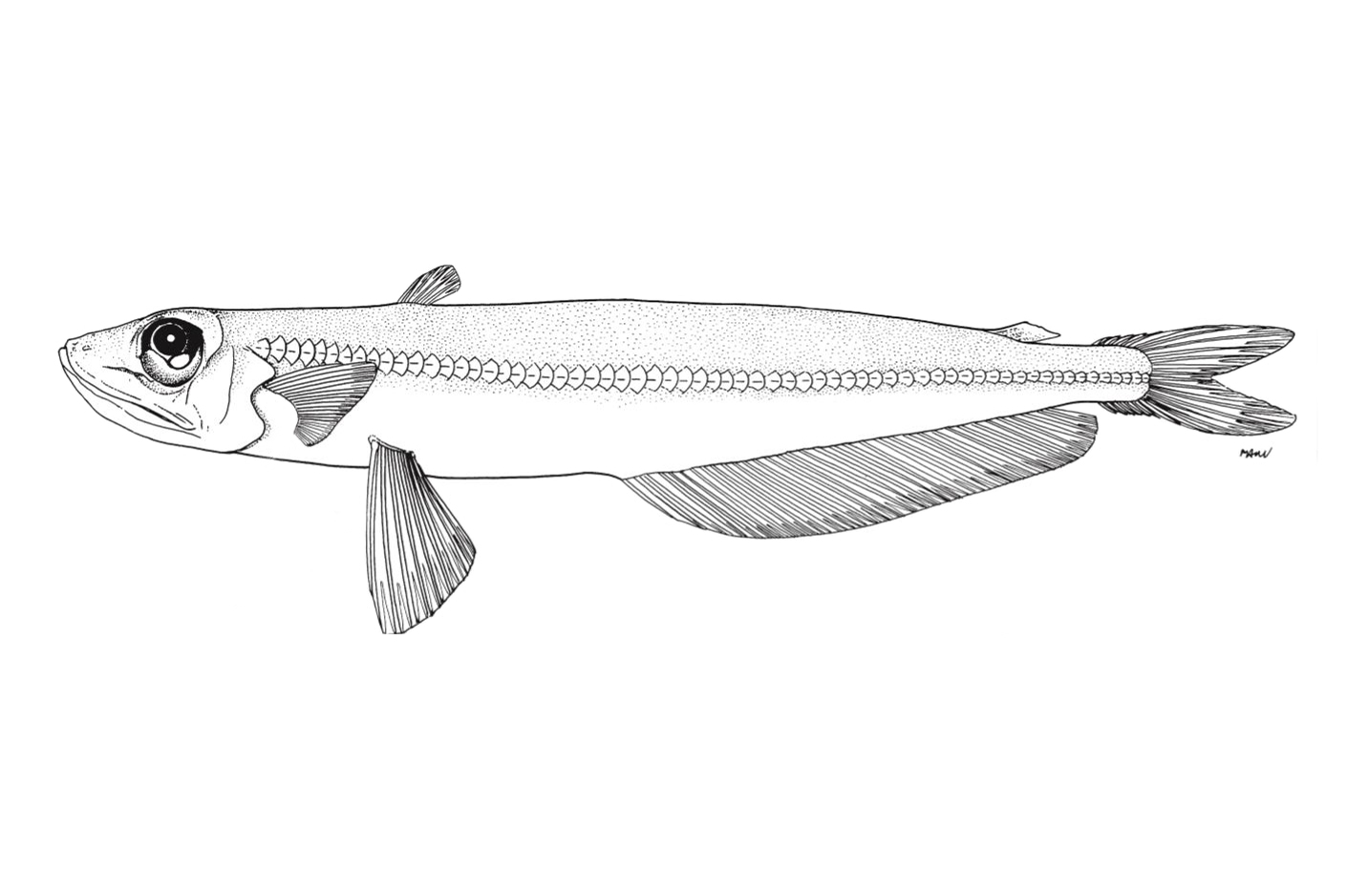Lagiacrusichthys macropinna