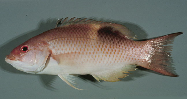 Bodianus