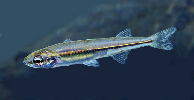 Craterocephalus fulvus