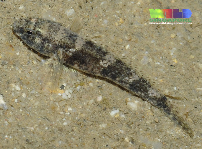 Drombus triangularis