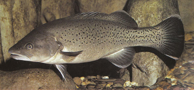 Maccullochella macquariensis