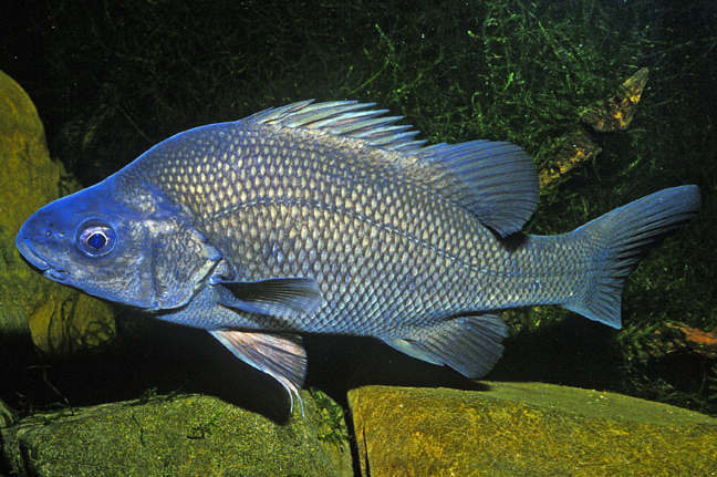 Macquaria australasica