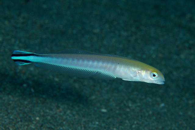 Malacanthus brevirostris