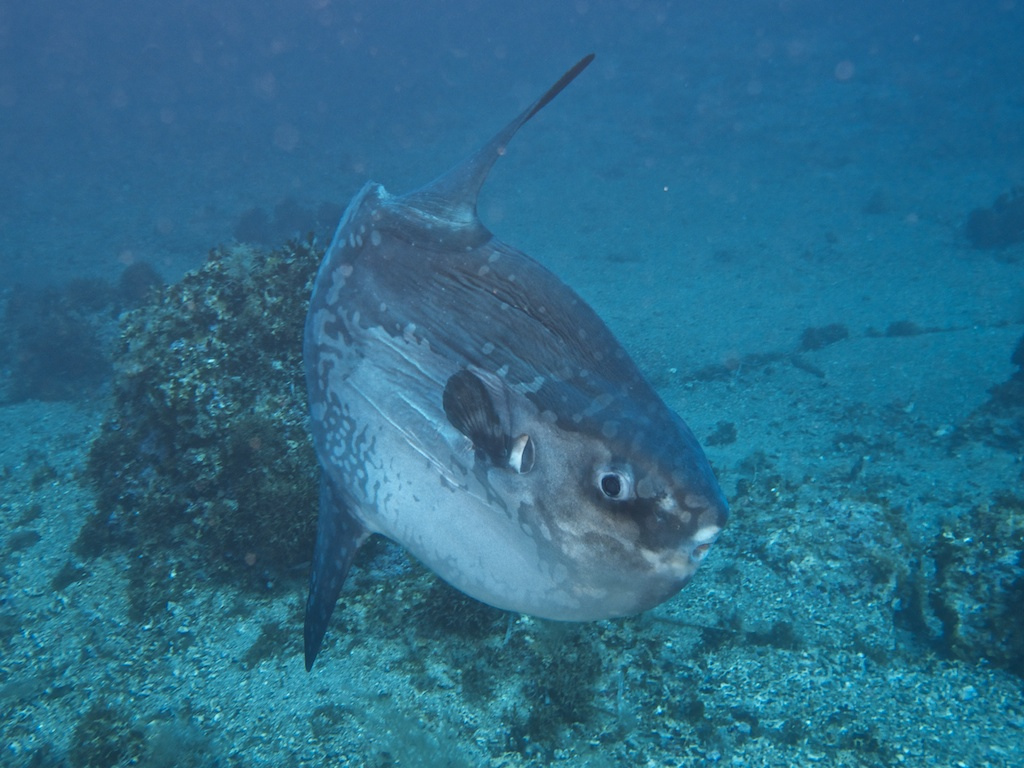 Mola mola