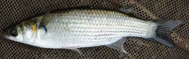 Mugil