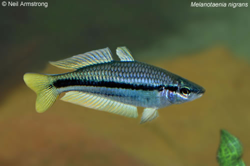 Melanotaenia nigrans
