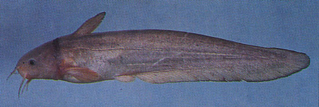 Eeltail catfish - Alchetron, The Free Social Encyclopedia