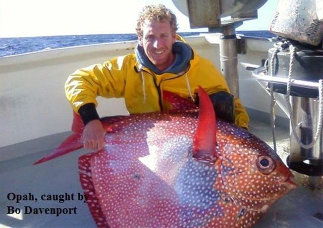 Lampris guttatus - Alchetron, The Free Social Encyclopedia