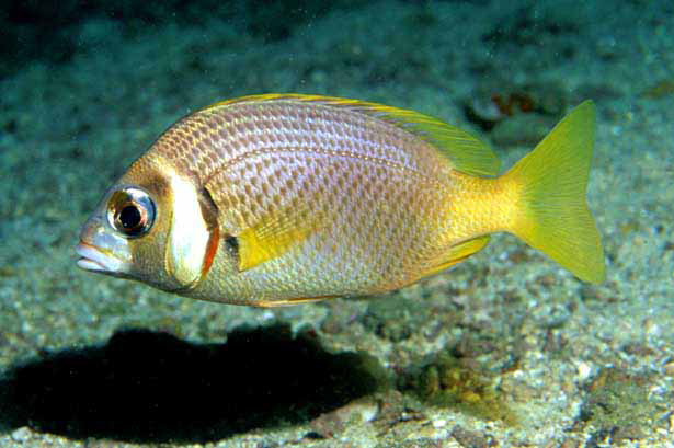 Scolopsis - Alchetron, The Free Social Encyclopedia