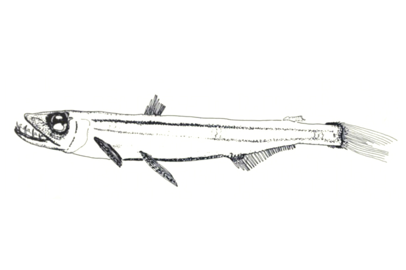 Scopelarchoides kreffti