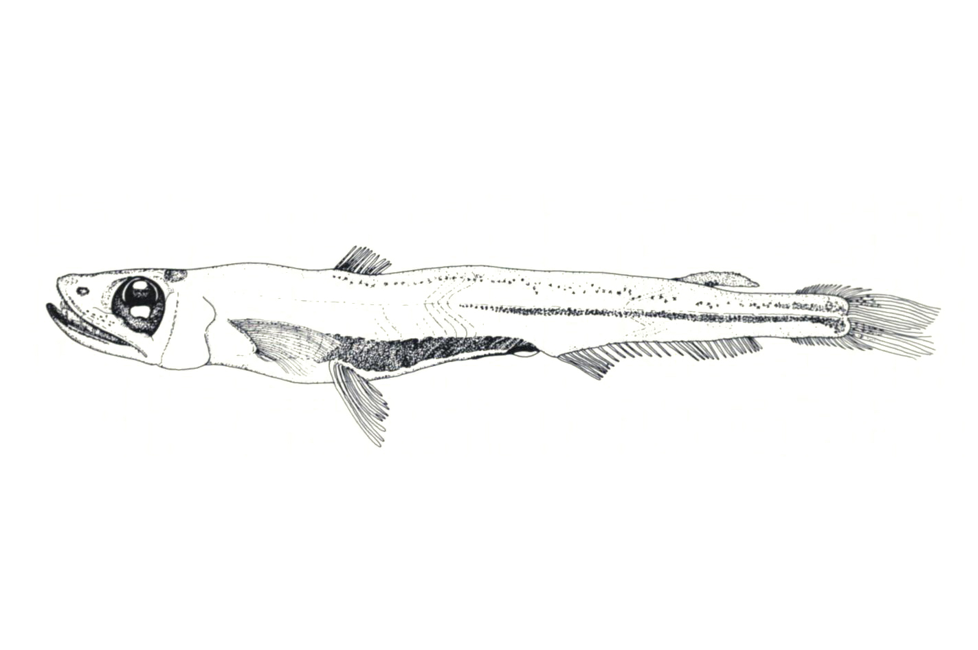 Scopelarchoides kreffti