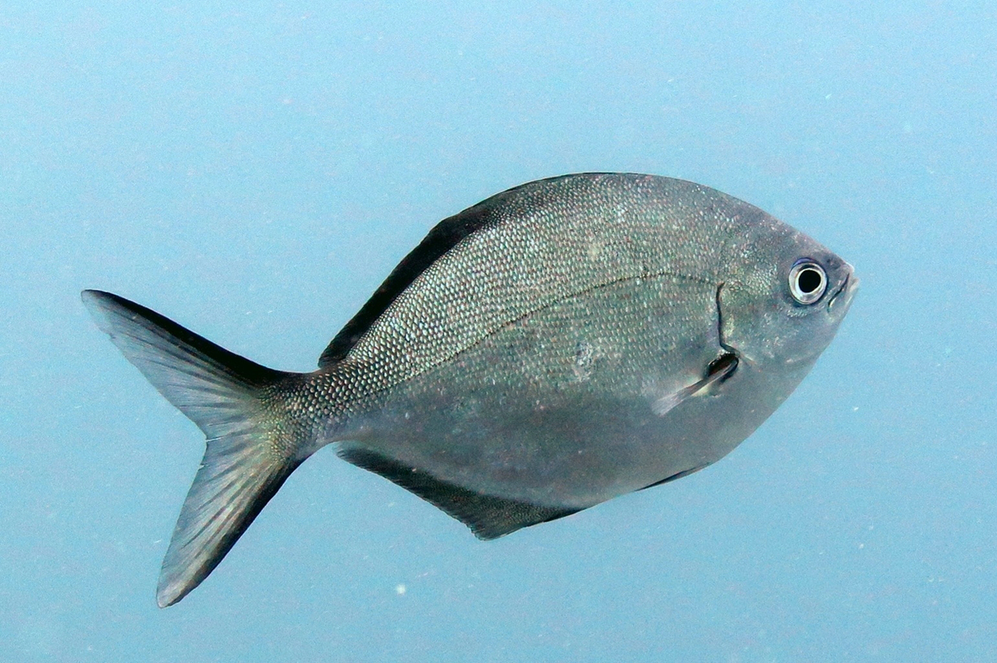 Scorpis lineolata