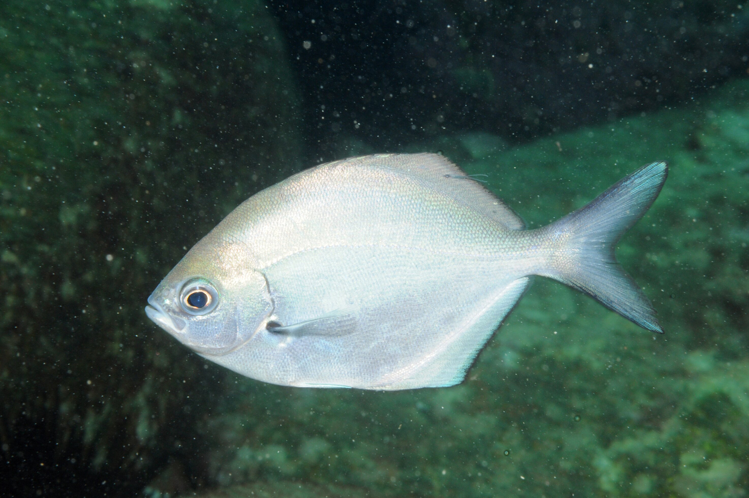 Scorpis lineolata