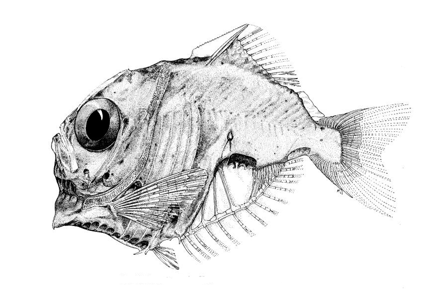 STERNOPTYCHIDAE