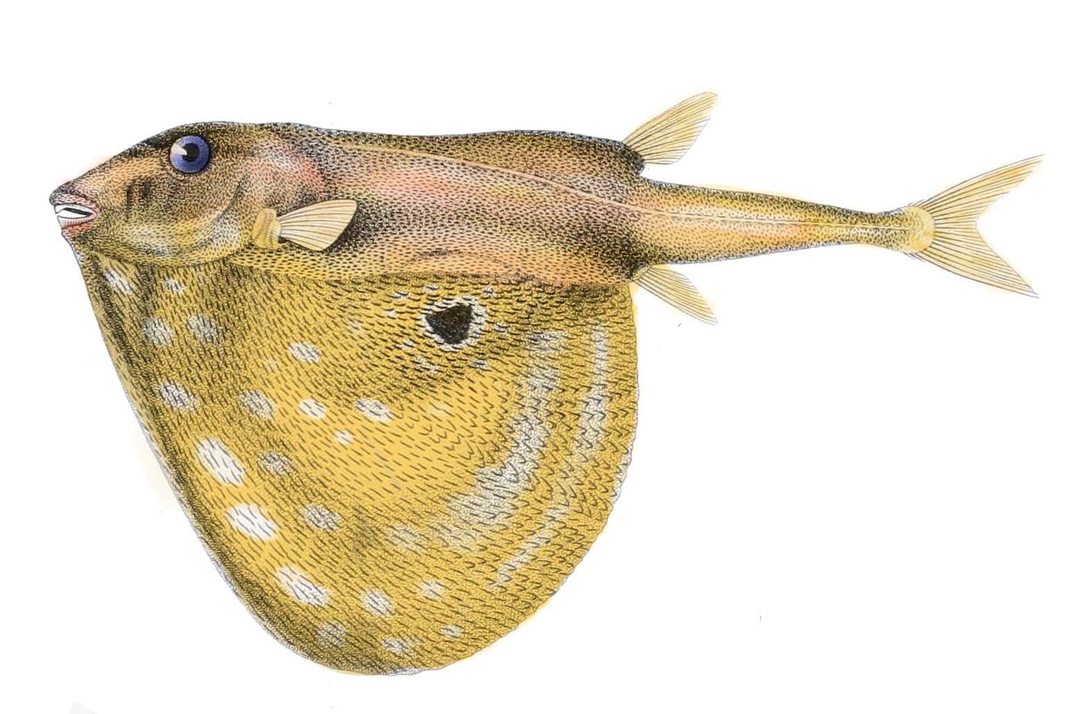 TRIODONTIDAE