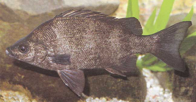 Variichthys lacustris