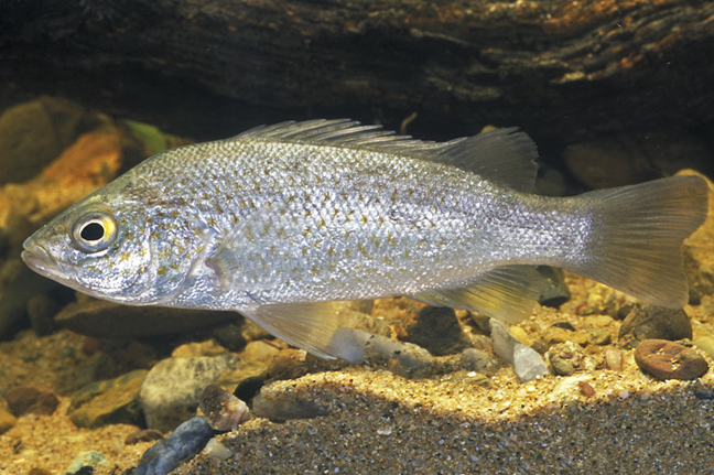 Leiopotherapon unicolor