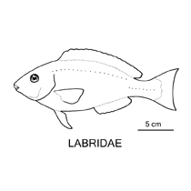 Line drawing of labridae