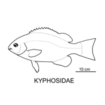 KYPHOSIDAE