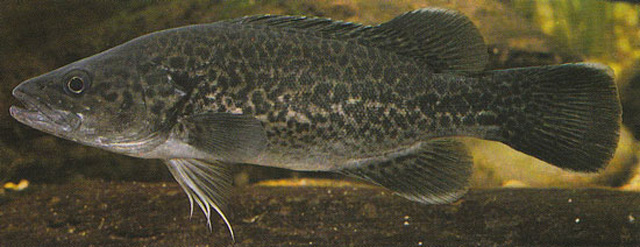 Maccullochella mariensis