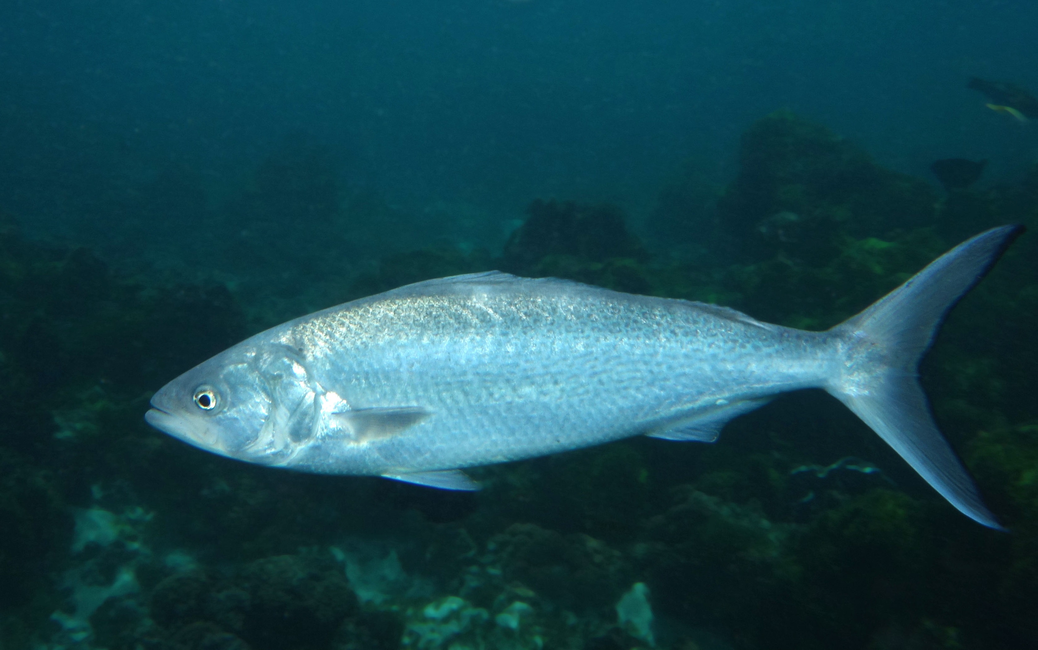 Arripis - Alchetron, The Free Social Encyclopedia