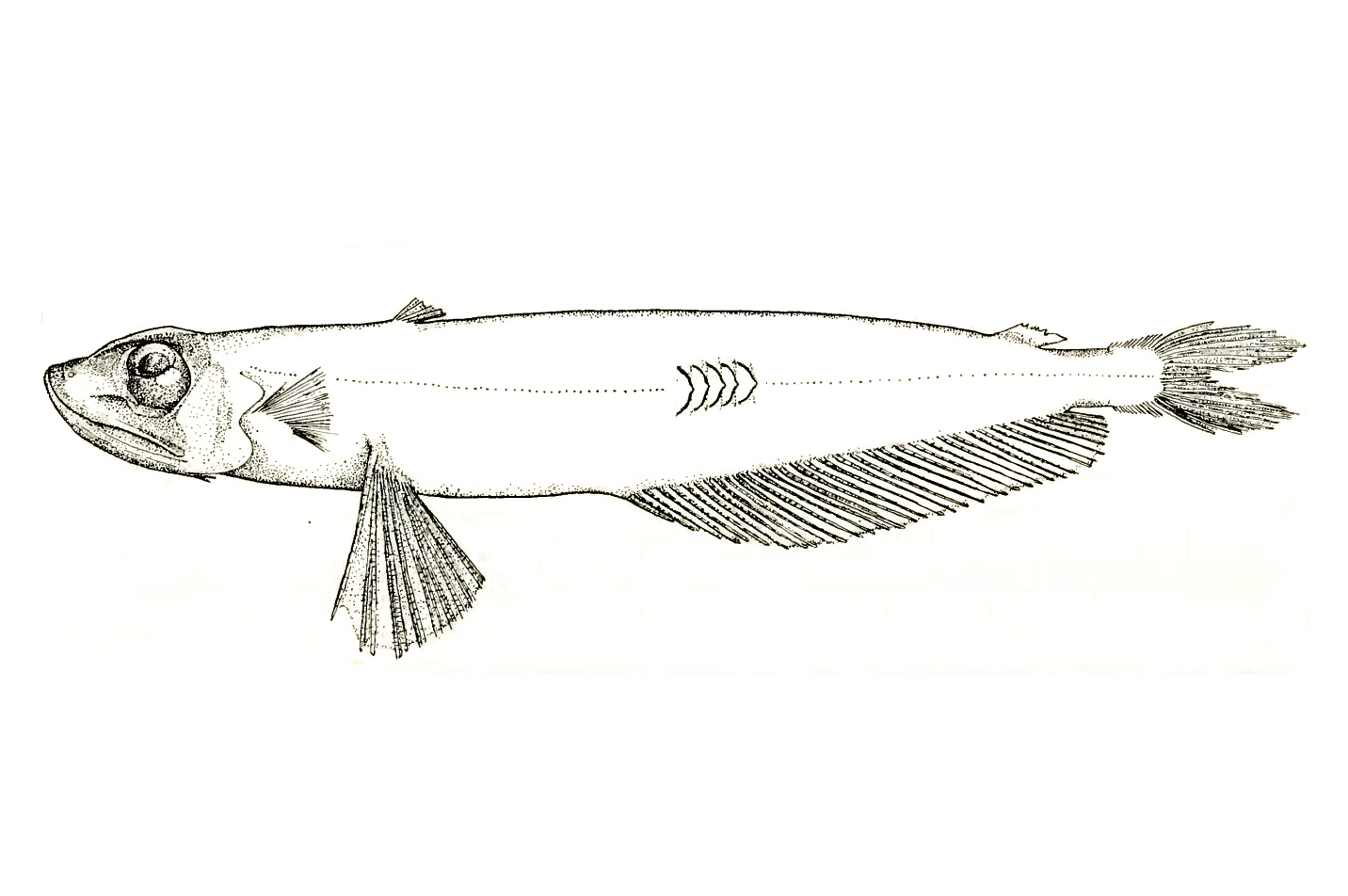 Lagiacrusichthys macropinna