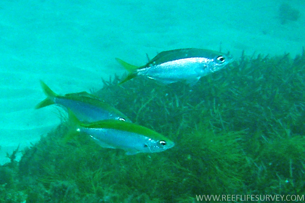 Caesioscorpis theagenes