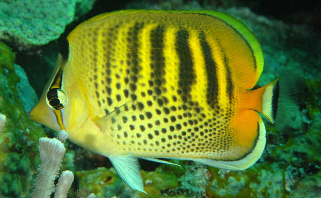 Chaetodon punctatofasciatus (Spotband butterflyfish)