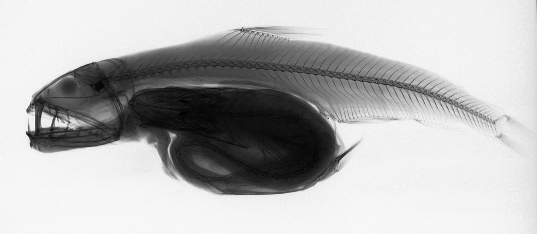 Coccorella atlantica