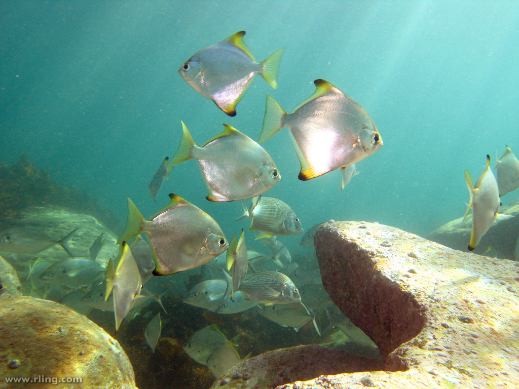 Monodactylus argenteus