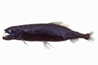 Astronesthes niger
