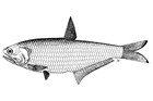 ENGRAULIDAE